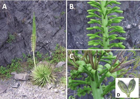 Clasificación De Los Agaves Según La Biología Revista Quixe Un