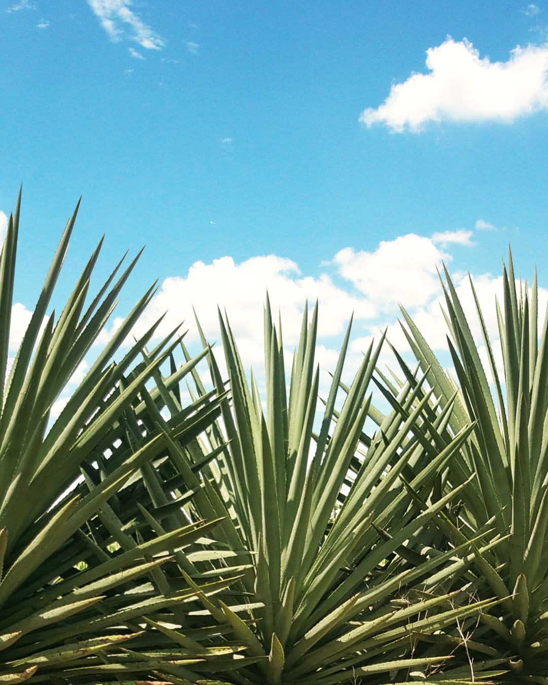 Mezcal espadín y las características del maguey más popular