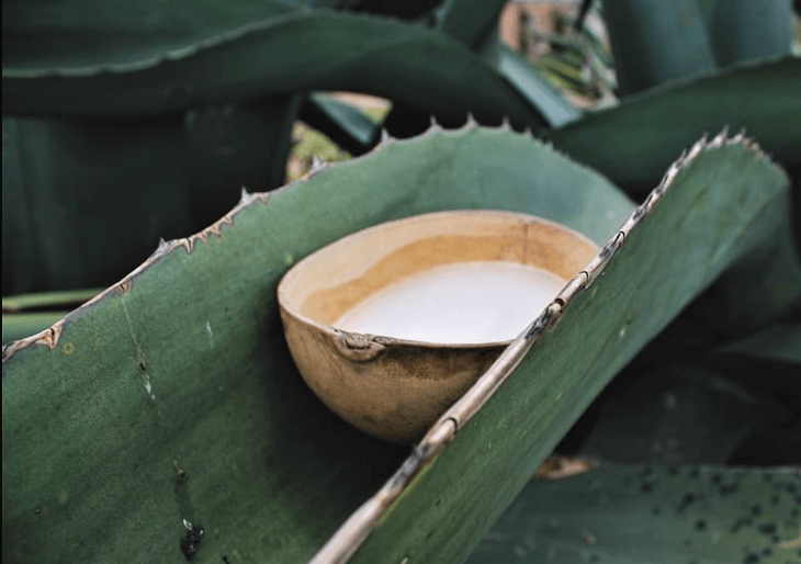 ¿Ganas de pulque? Lánzate al Simposium Pulquero en Edomex